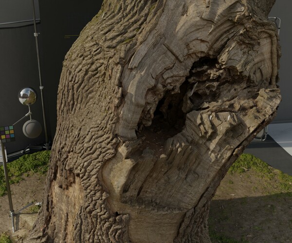 ArtStation - Fallen Tree with a split branch Photogrammetry | Game Assets