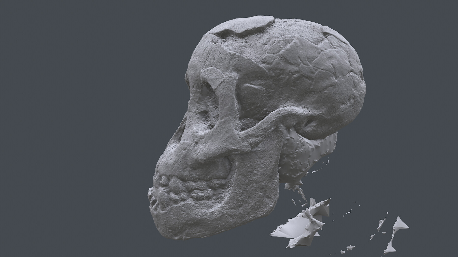 ArtStation - human skeleton_Australopithecus africanus (Photogrametry.Photoscan.obj,Photo ...
