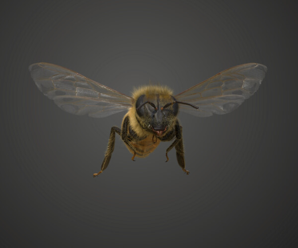 ArtStation - Honey bee Animated | VFX Grace | Game Assets