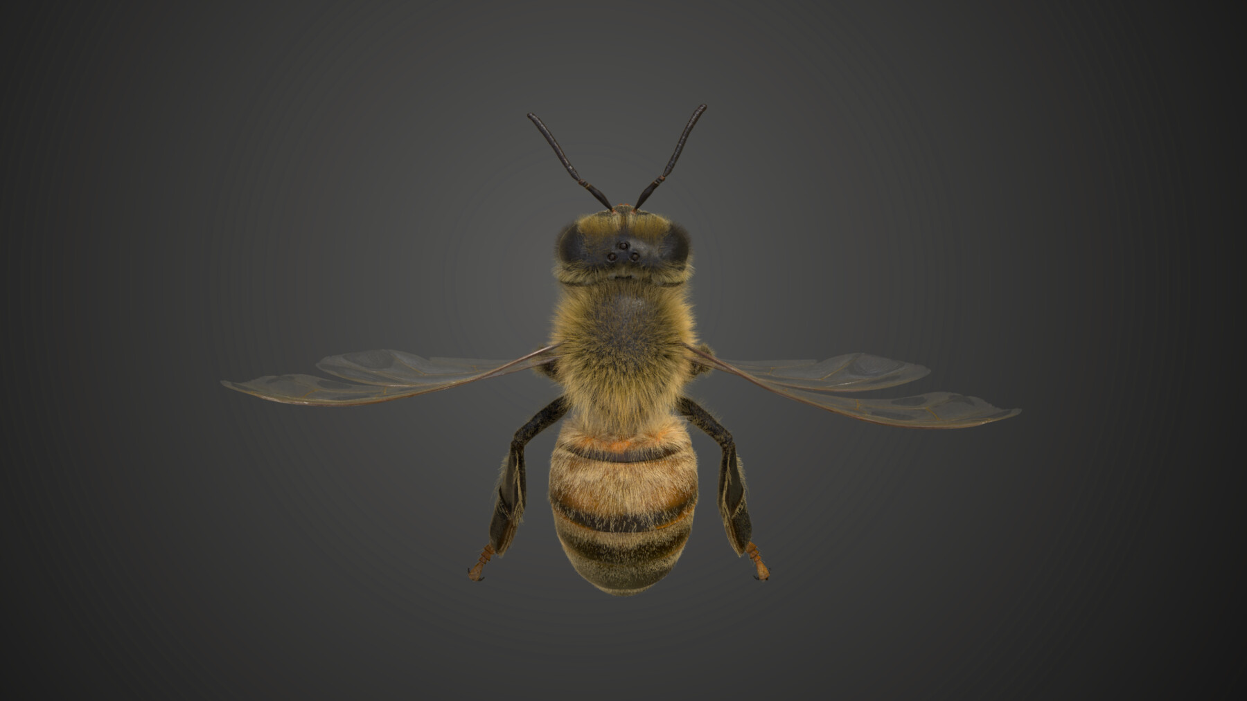 ArtStation - Honey bee Animated | VFX Grace | Game Assets
