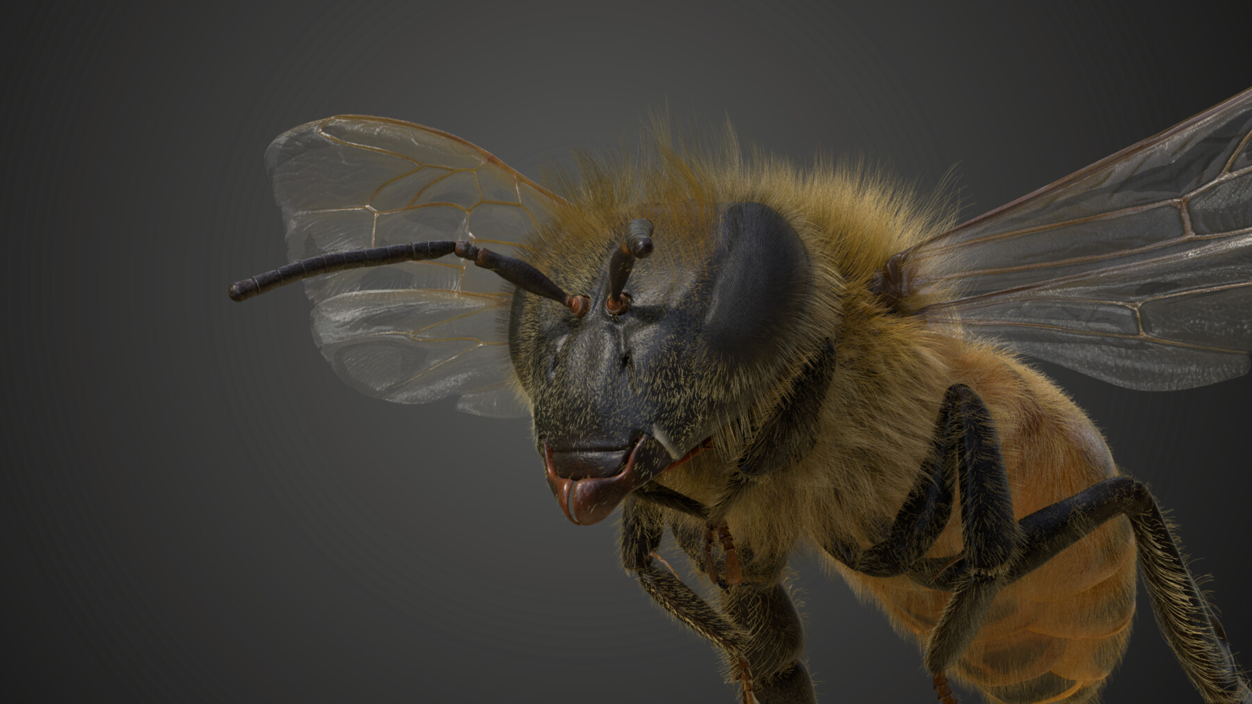 ArtStation - Honey bee Animated | VFX Grace | Game Assets
