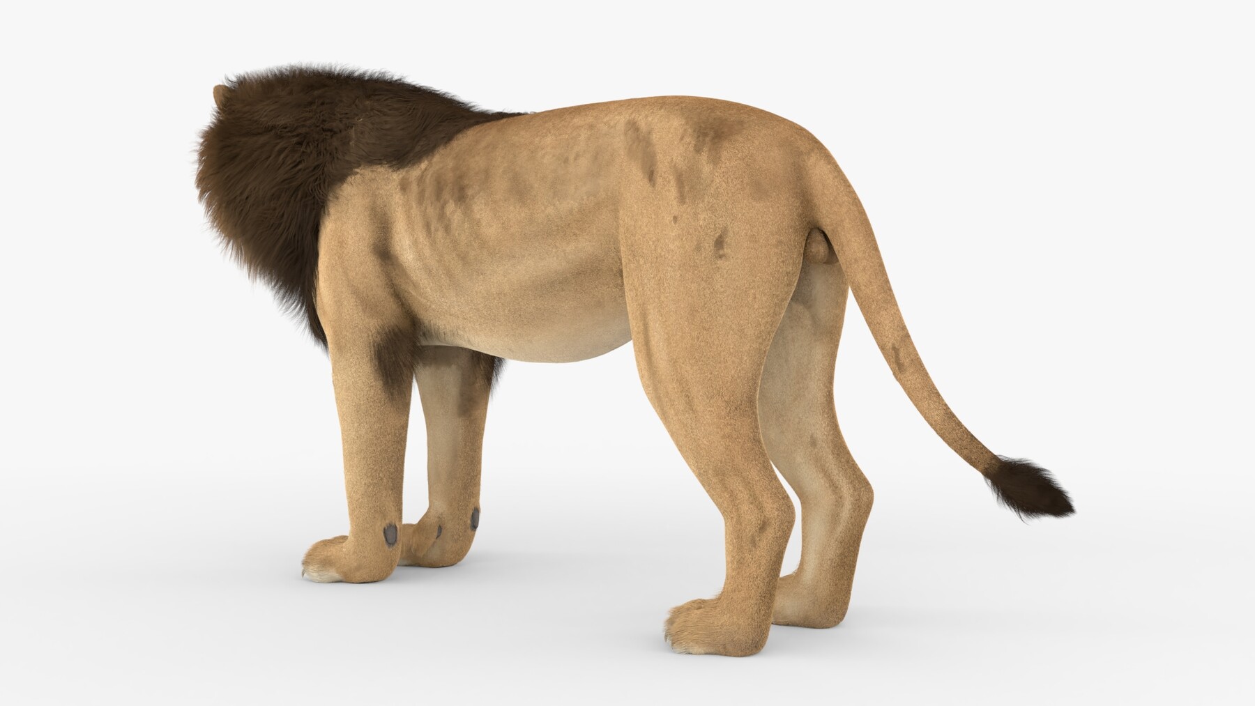 ArtStation - 3D Model: Lion Rigged | Game Assets