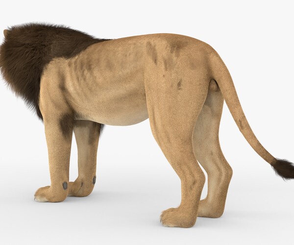 ArtStation - 3D Model: Lion Rigged | Game Assets