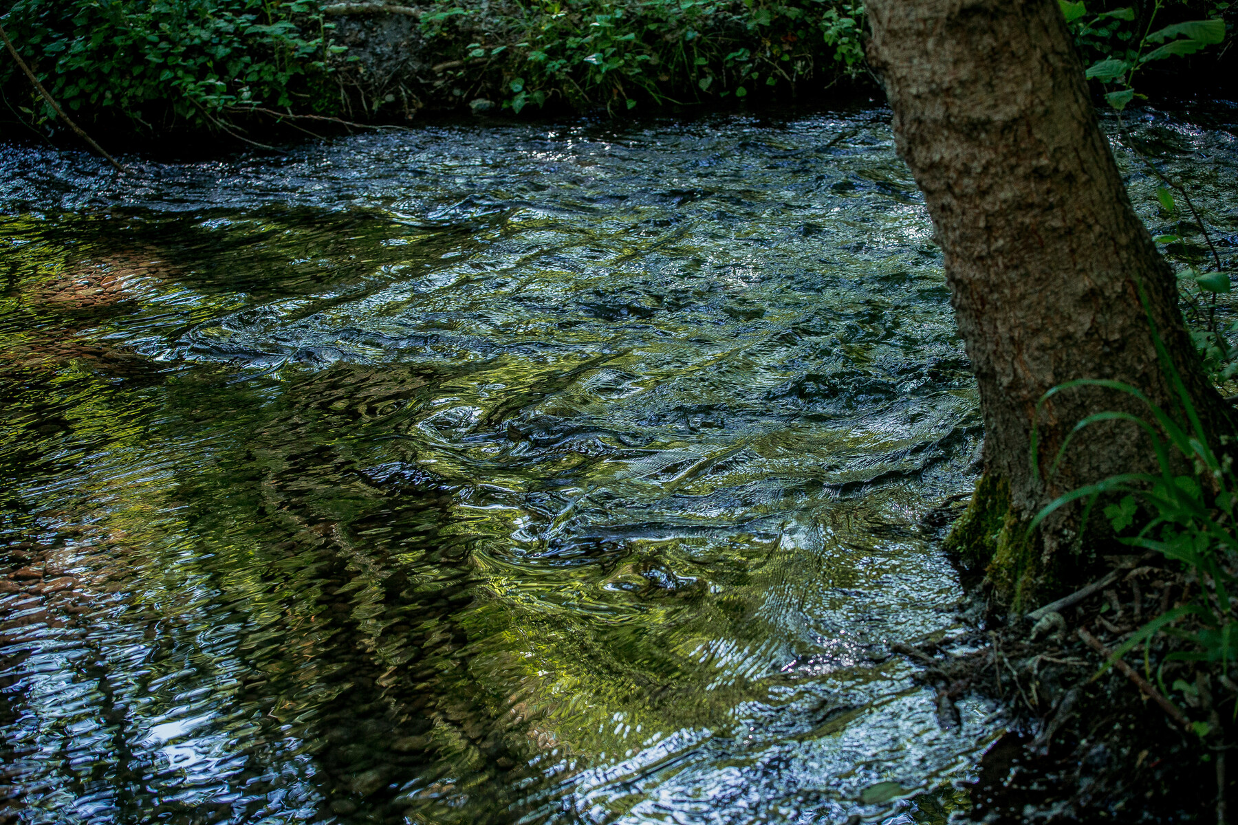 ArtStation - 670+ Tropical Forest Reference Pictures | Resources