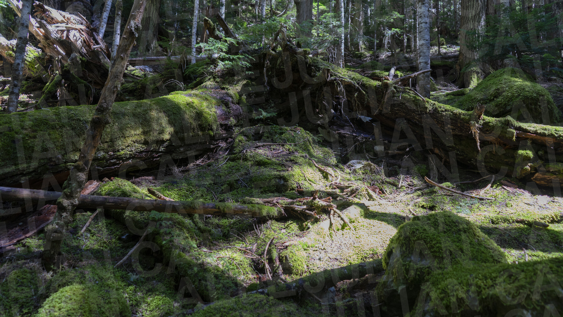 ArtStation - Inner Forest V001 | Resources