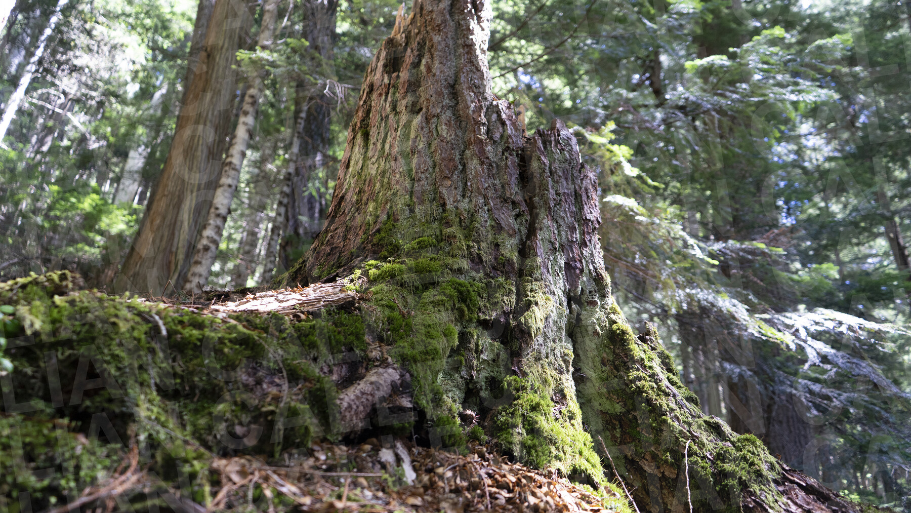 ArtStation - Inner Forest V001 | Resources