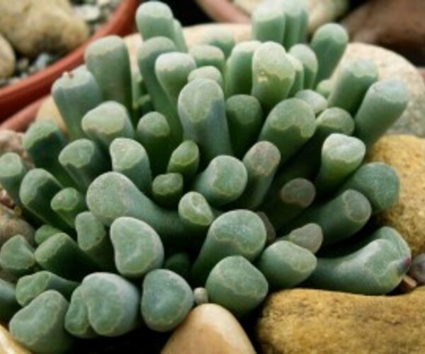 ArtStation - Resource-Interior-Exterior-Plant - Frithia Pulchra | Resources