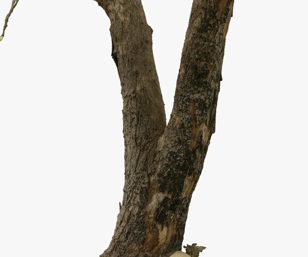 ArtStation - Burnt Tree Trunk 1x16k \ 3x20k Textures Raw 3D scan | Game ...