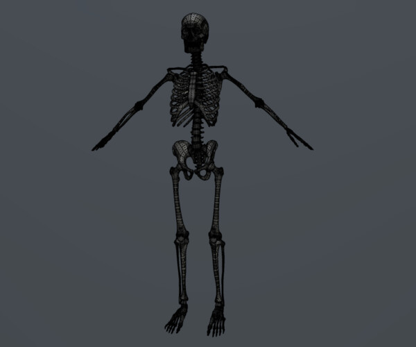 ArtStation - ANATOMIC HUMAN SKELETON low-poly PBR | Game Assets