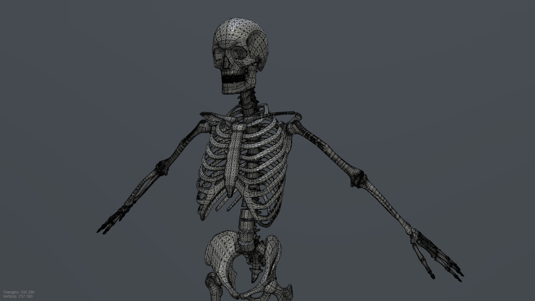 ArtStation - ANATOMIC HUMAN SKELETON low-poly PBR | Game Assets