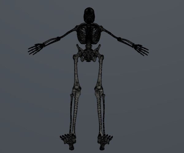 ArtStation - ANATOMIC HUMAN SKELETON low-poly PBR | Game Assets