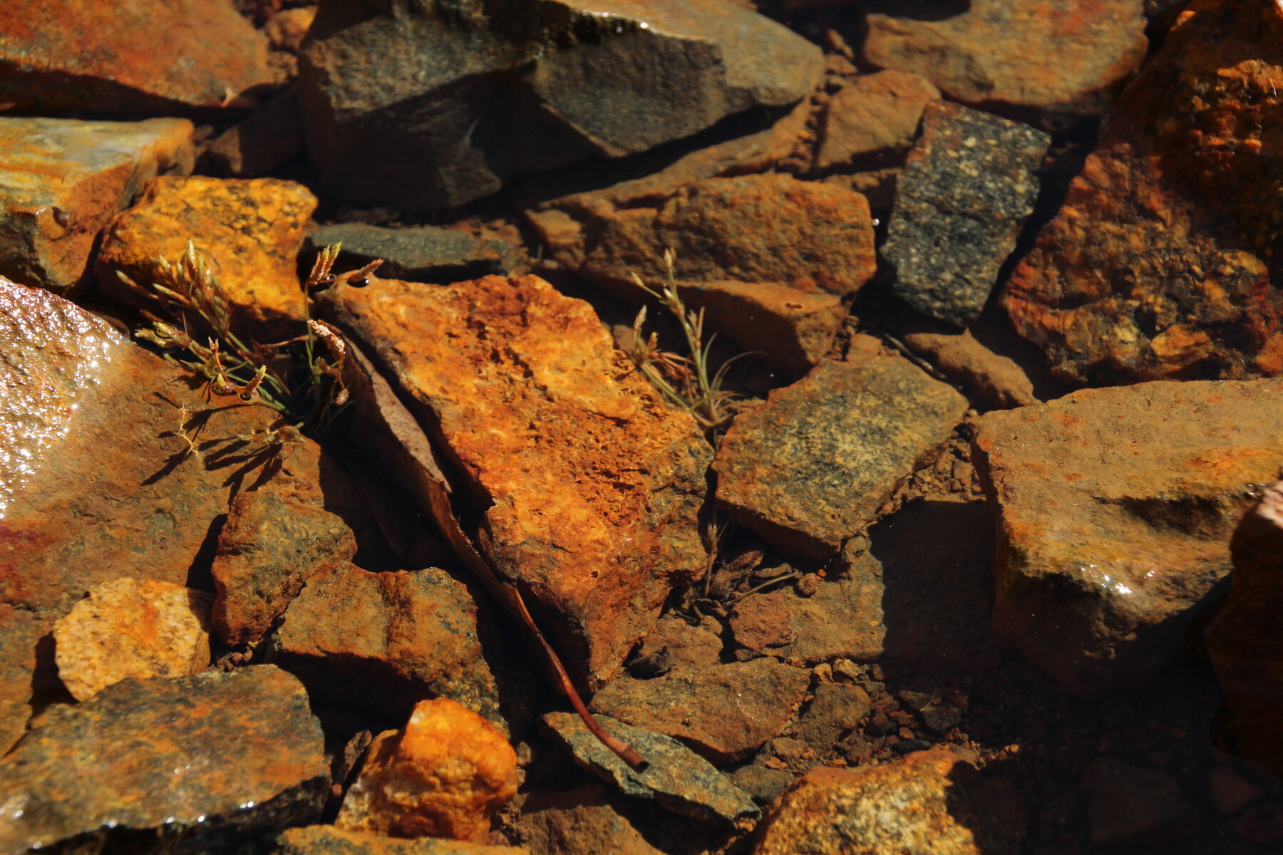 ArtStation - Australian bush & rocks reference pack | Resources