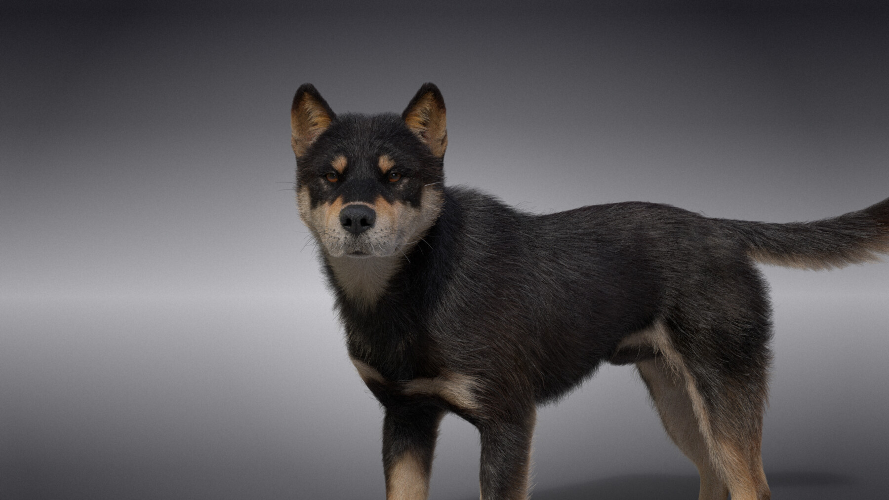 ArtStation - Four-Eyed Dog Animated | VFX Grace | Game Assets