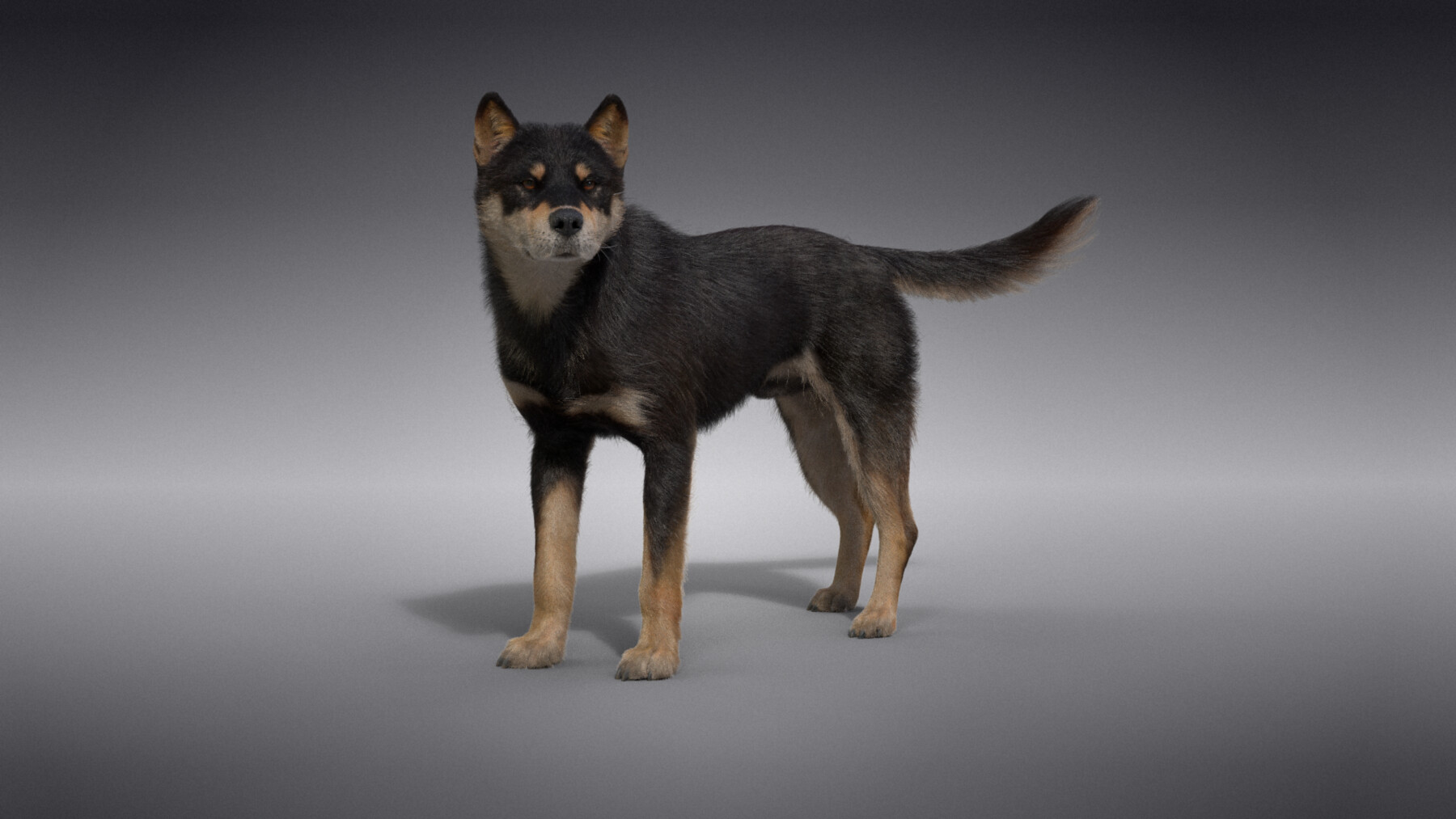 ArtStation - Four-Eyed Dog Animated | VFX Grace | Game Assets