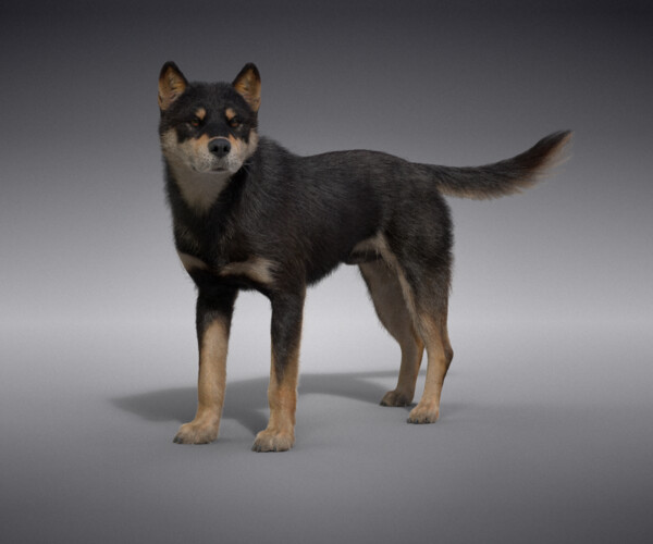 ArtStation - Four-Eyed Dog Animated | VFX Grace | Game Assets