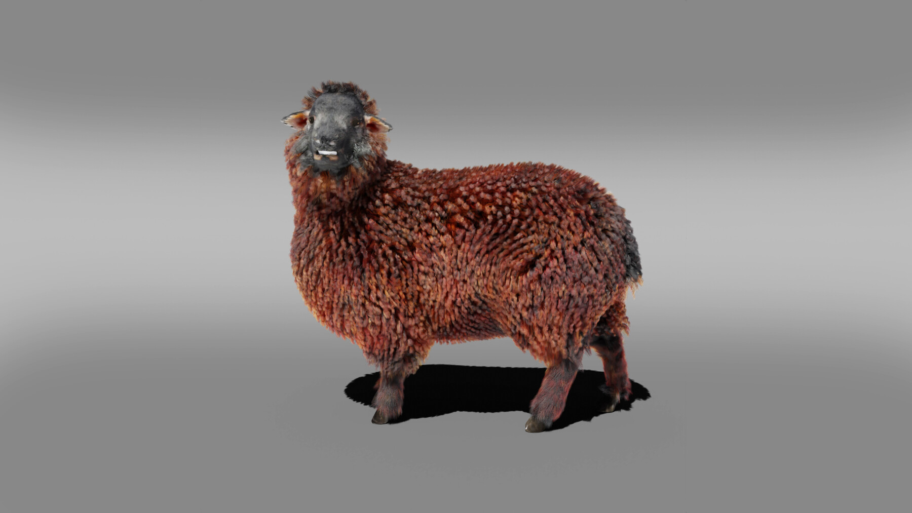 ArtStation - Fur Black Sheep Rigged in Blender | Game Assets