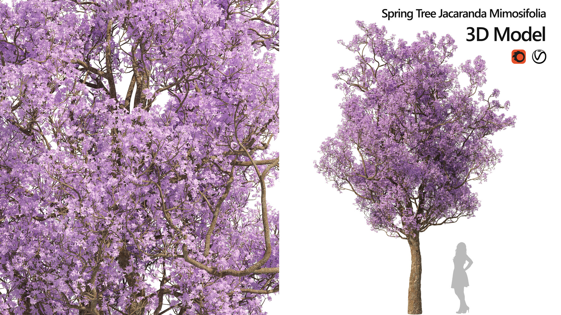 ArtStation - Spring Jacaranda Mimosifolia Tree | Resources