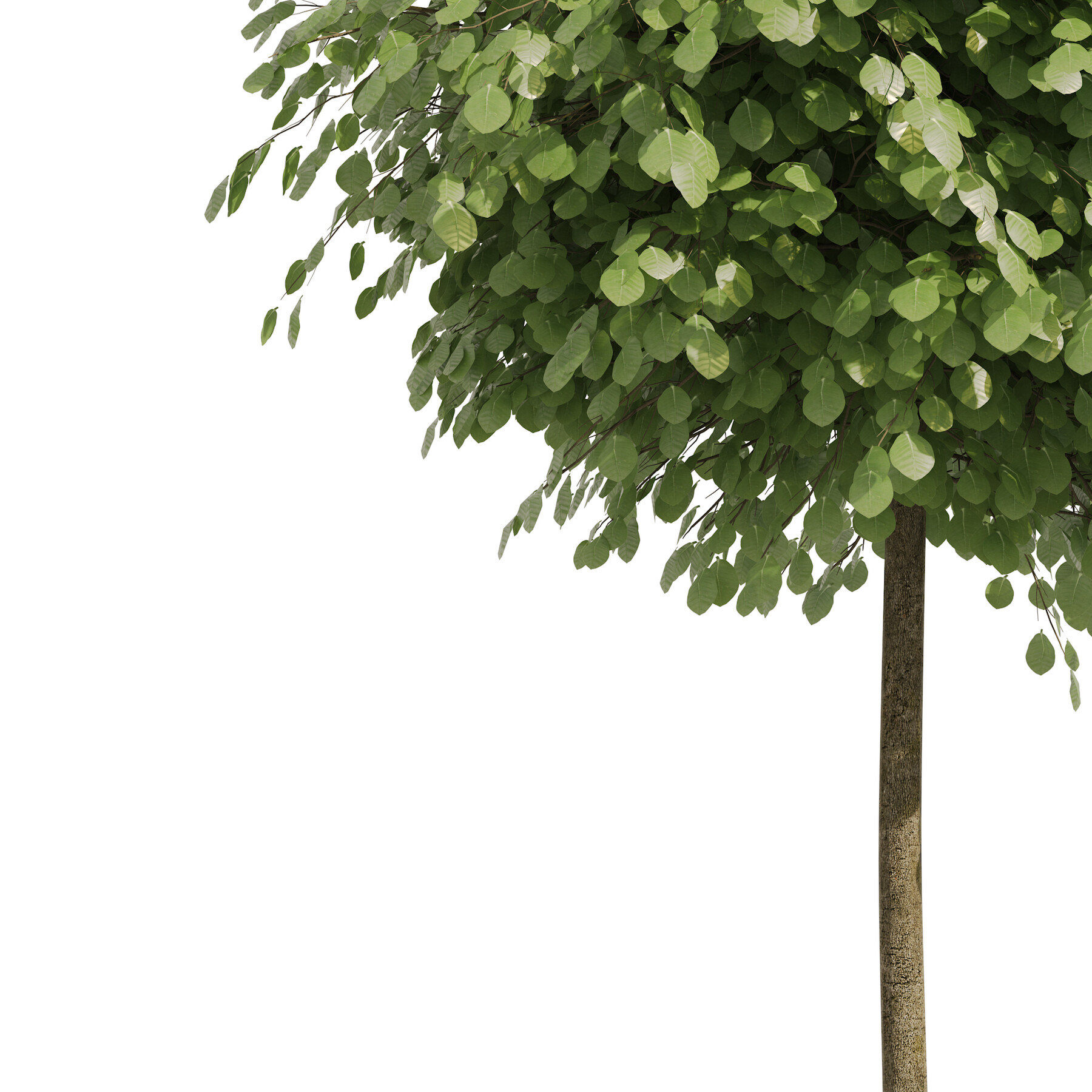 ArtStation - Street landscape tree 3d models | Resources