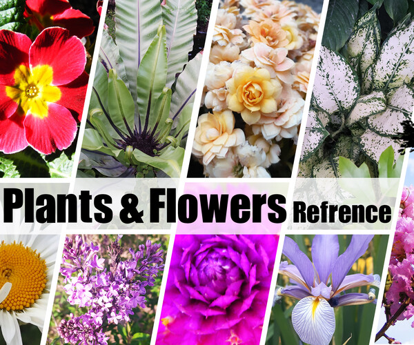 ArtStation - 350+ Plants and Flowers Refrence (photos) | Resources