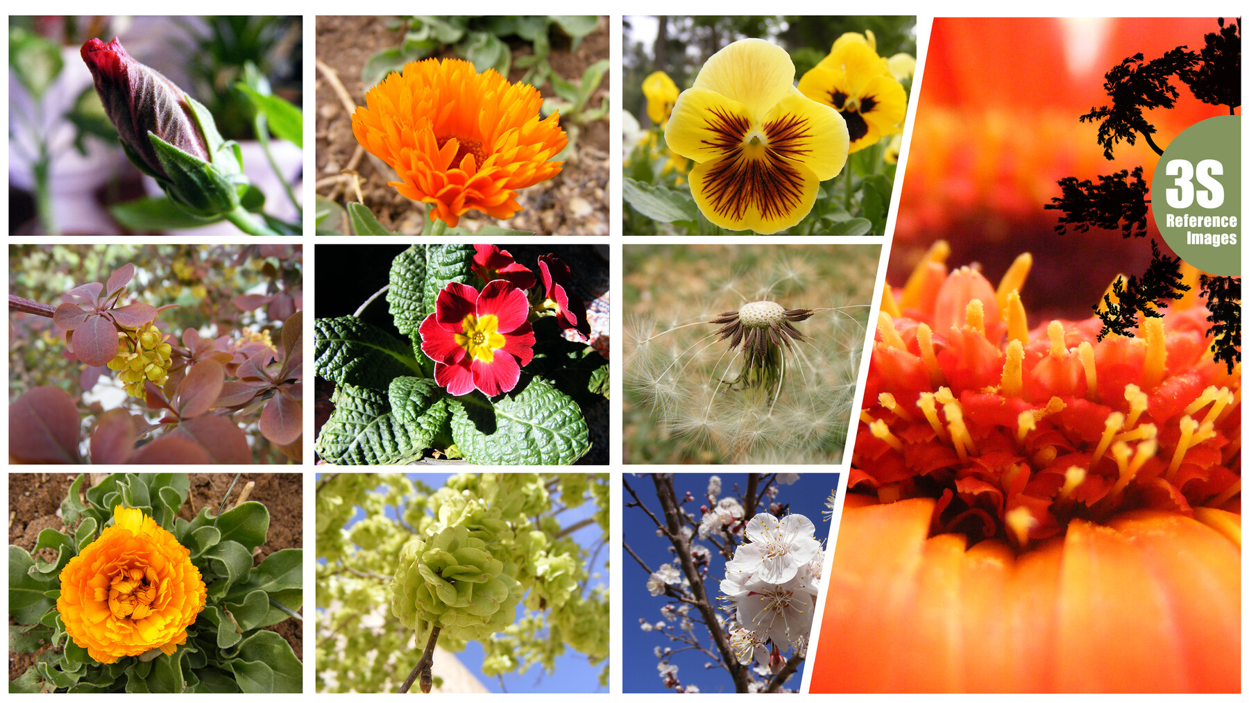 ArtStation - 350+ Plants and Flowers Refrence (photos) | Resources