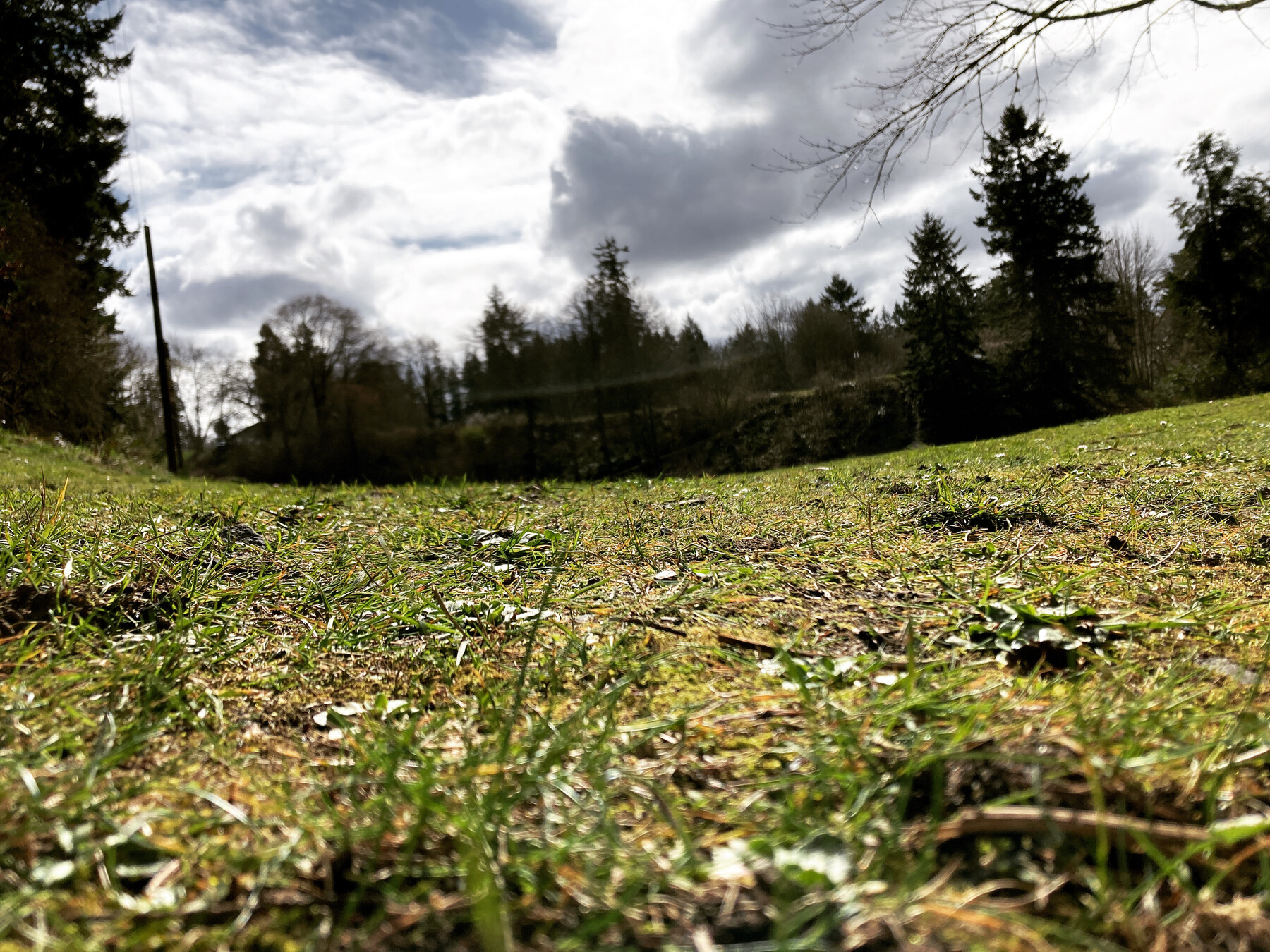 ArtStation - Artist Reference Photos (Forest) | Resources