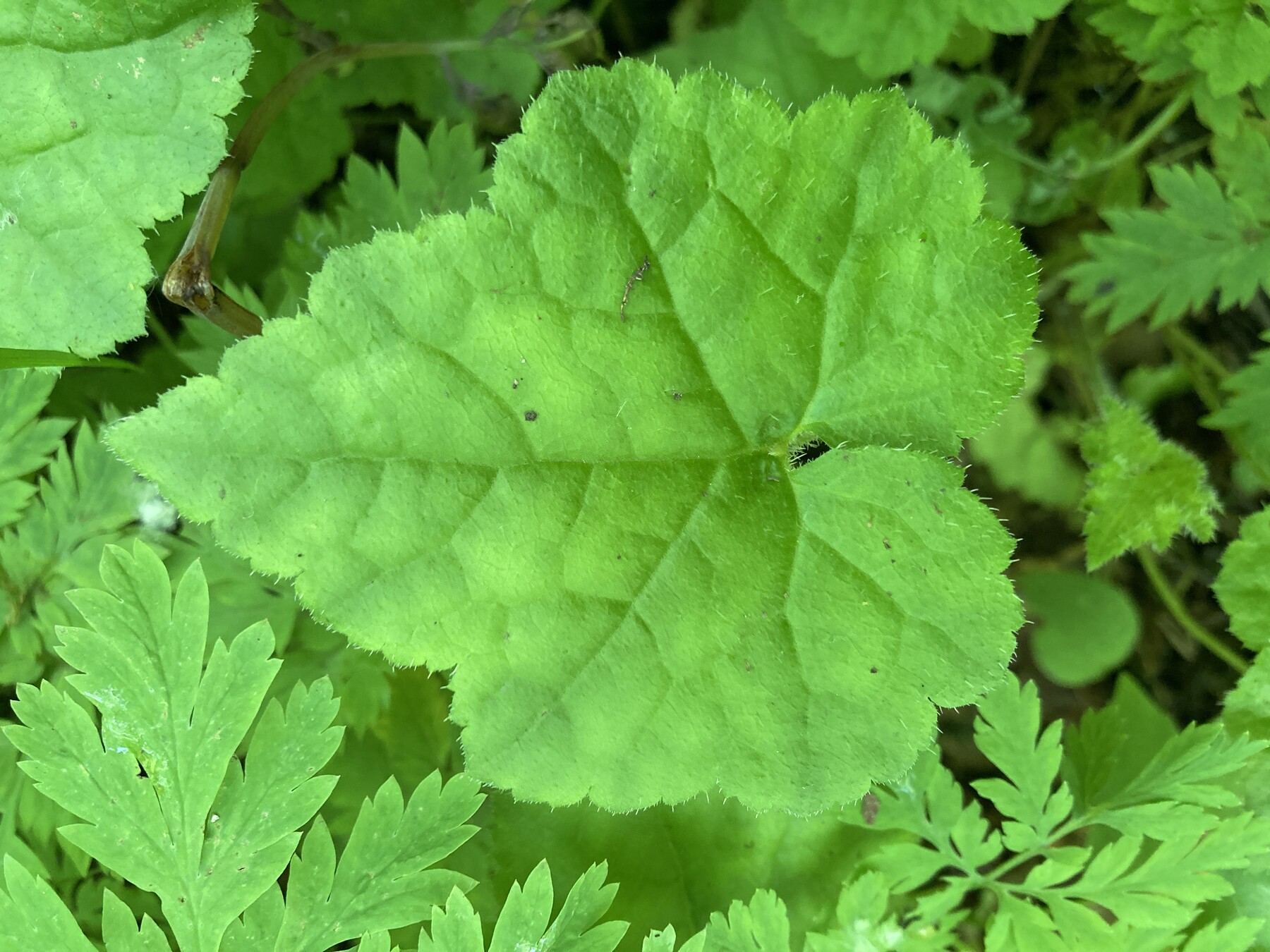 ArtStation - Artist Reference Photos (Forest) | Resources