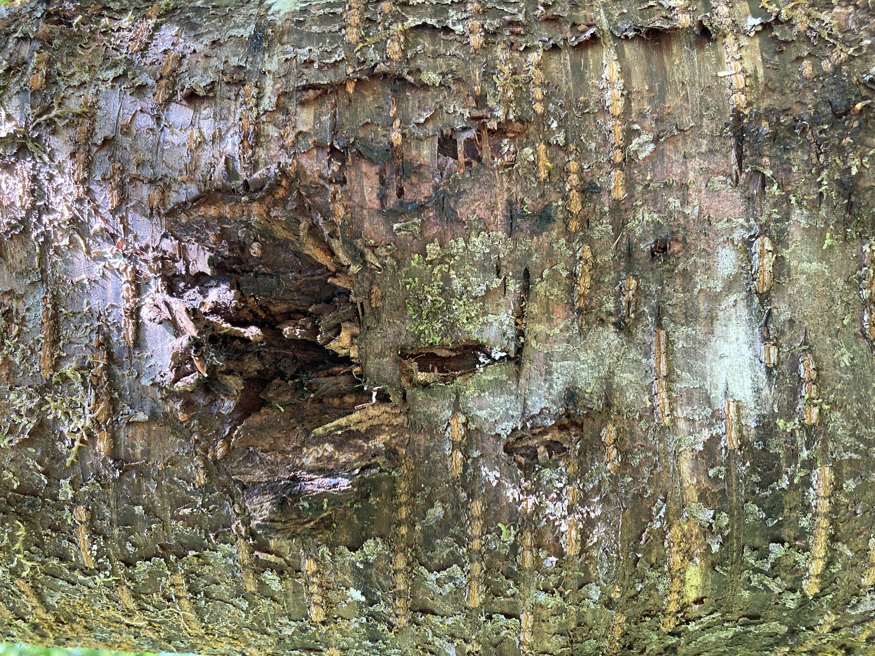 ArtStation - Artist Reference Photos (Forest) | Resources