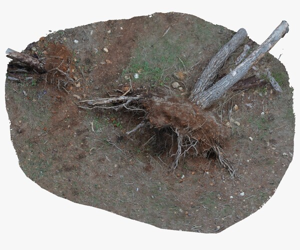 ArtStation - Fallen Pine Tree Bare Roots 1x16k 4x16k Textures 3D Model ...