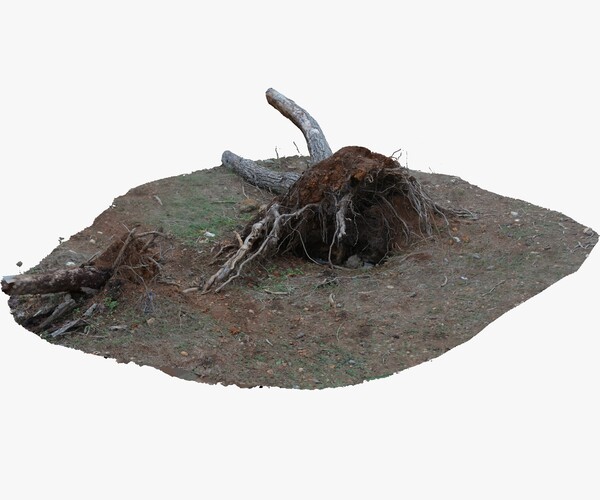 ArtStation - Fallen Pine Tree Bare Roots 1x16k 4x16k Textures 3D Model ...