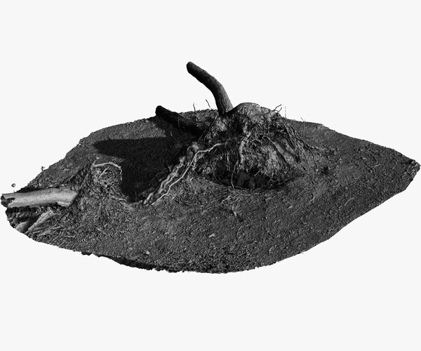 ArtStation - Fallen Pine Tree Bare Roots 1x16k 4x16k Textures 3D Model ...