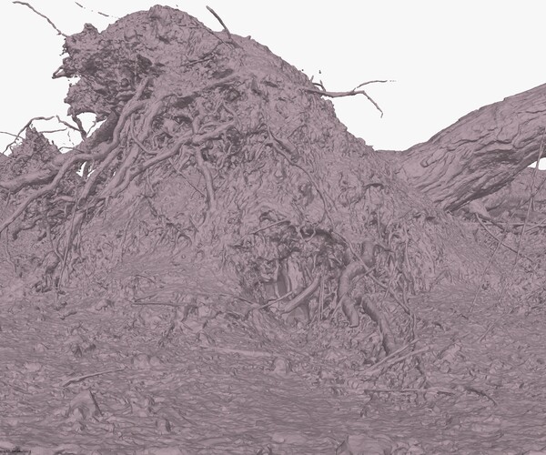 ArtStation - Fallen Pine Tree Bare Roots 1x16k 4x16k Textures 3D Model ...
