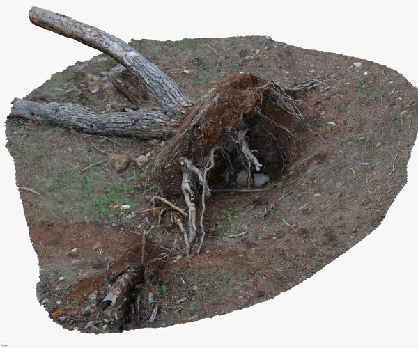 ArtStation - Fallen Pine Tree Bare Roots 1x16k 4x16k Textures 3D Model ...