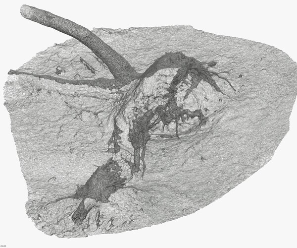 ArtStation - Fallen Pine Tree Bare Roots 1x16k 4x16k Textures 3D Model ...