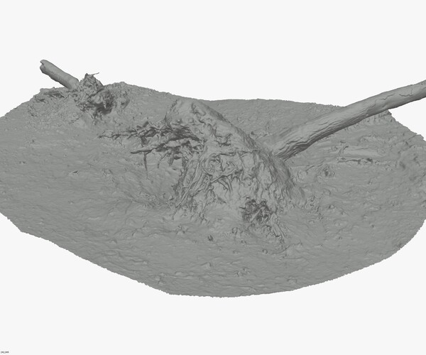 ArtStation - Fallen Pine Tree Bare Roots 1x16k 4x16k Textures 3D Model ...