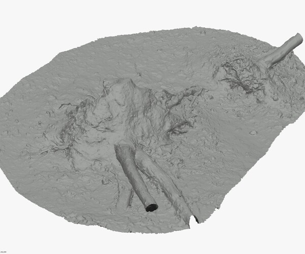 ArtStation - Fallen Pine Tree Bare Roots 1x16k 4x16k Textures 3D Model ...