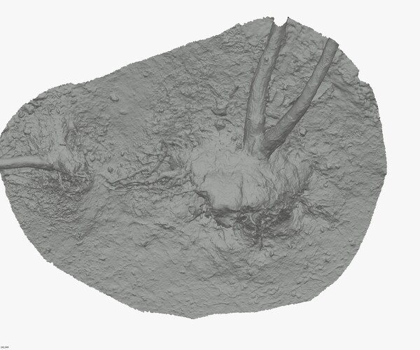 ArtStation - Fallen Pine Tree Bare Roots 1x16k 4x16k Textures 3D Model ...