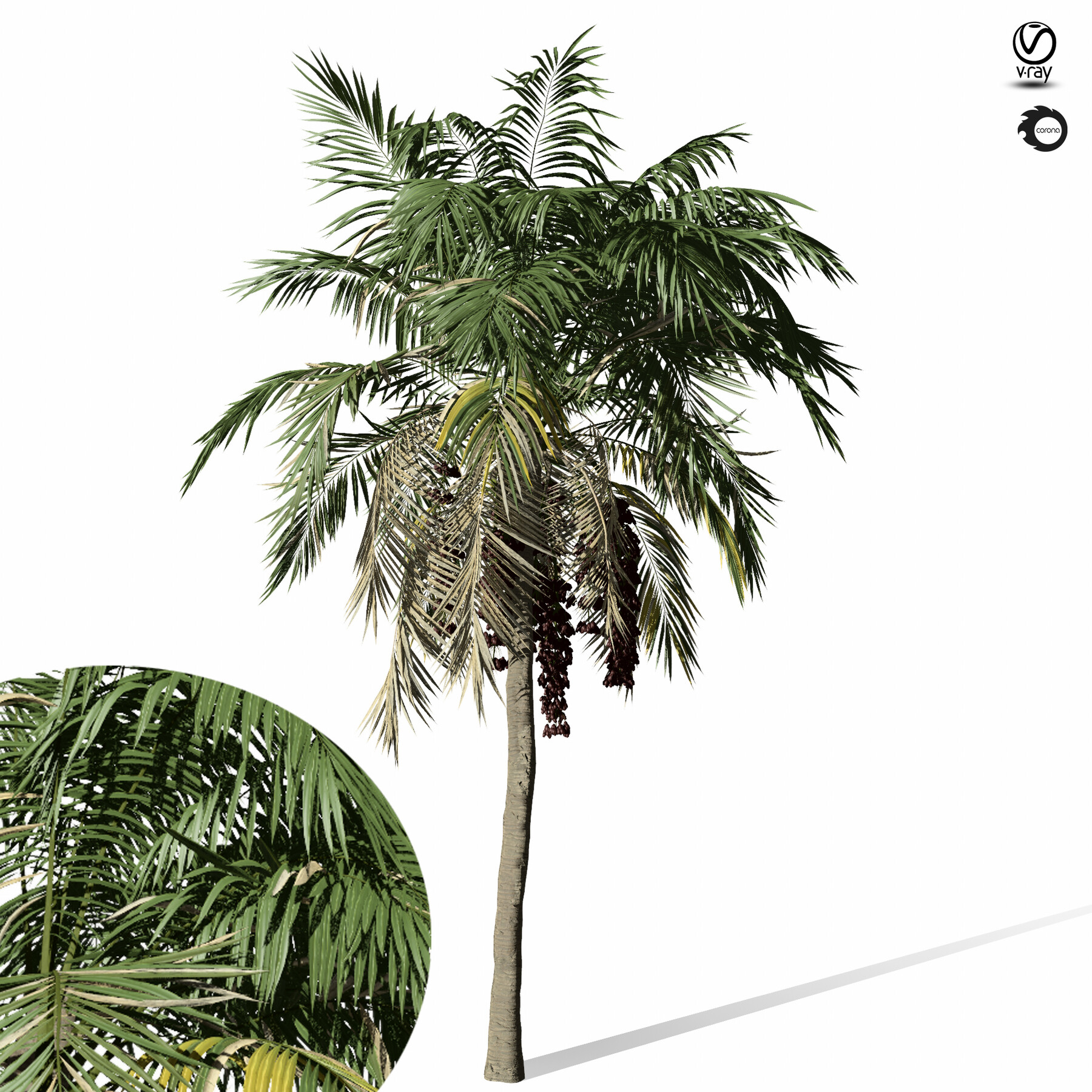 ArtStation - palm tree-s03 | Resources