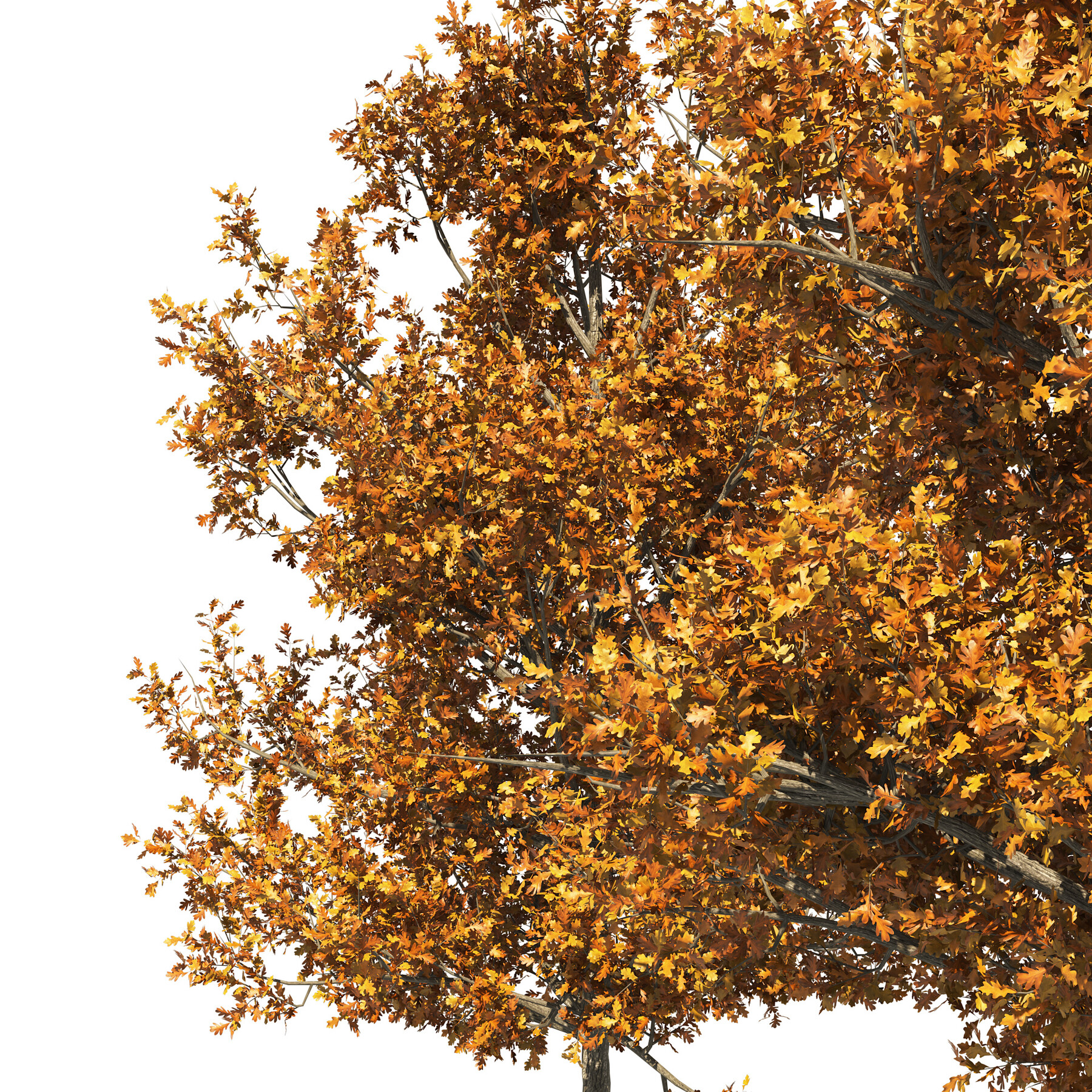ArtStation - 4 summer and fall Oak tree | Resources