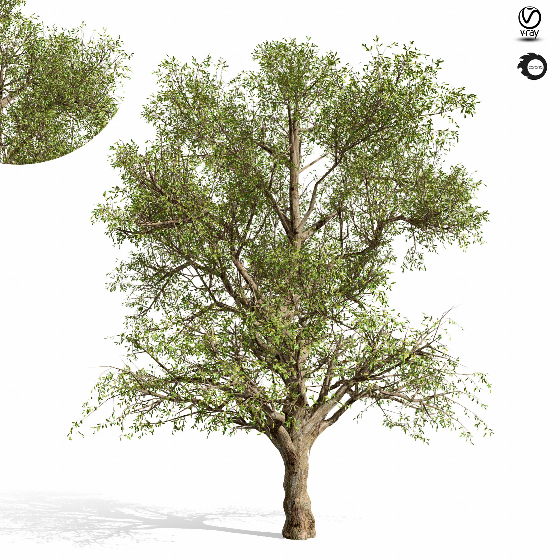 ArtStation - tree-s02 | Resources
