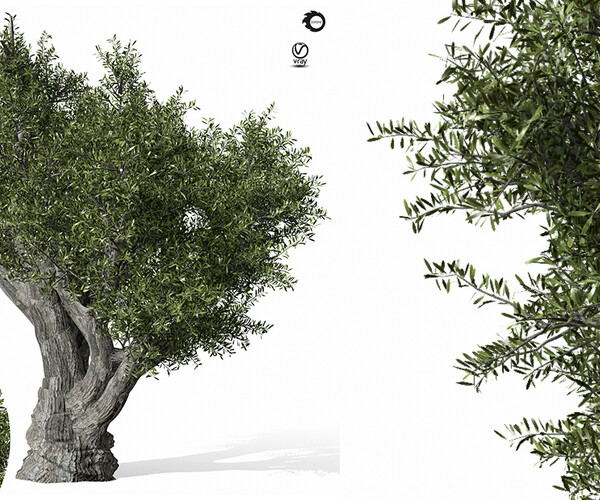 ArtStation - olive Tree 440 | Resources