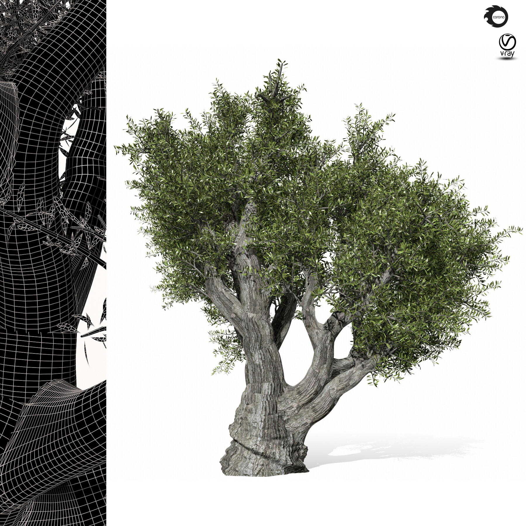 ArtStation - olive Tree 440 | Resources