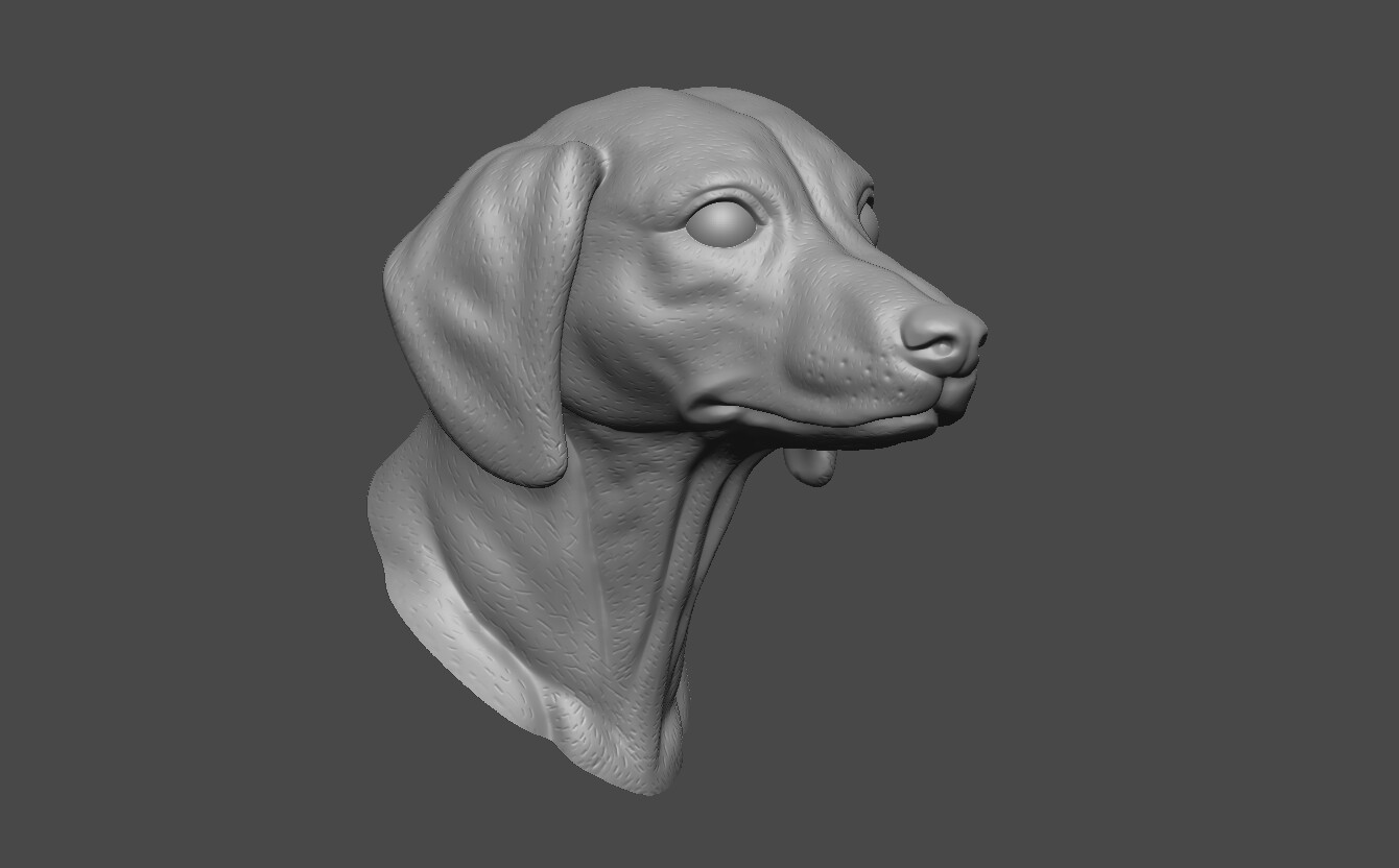 ArtStation - Dog Head 02 - Dachshund | Resources