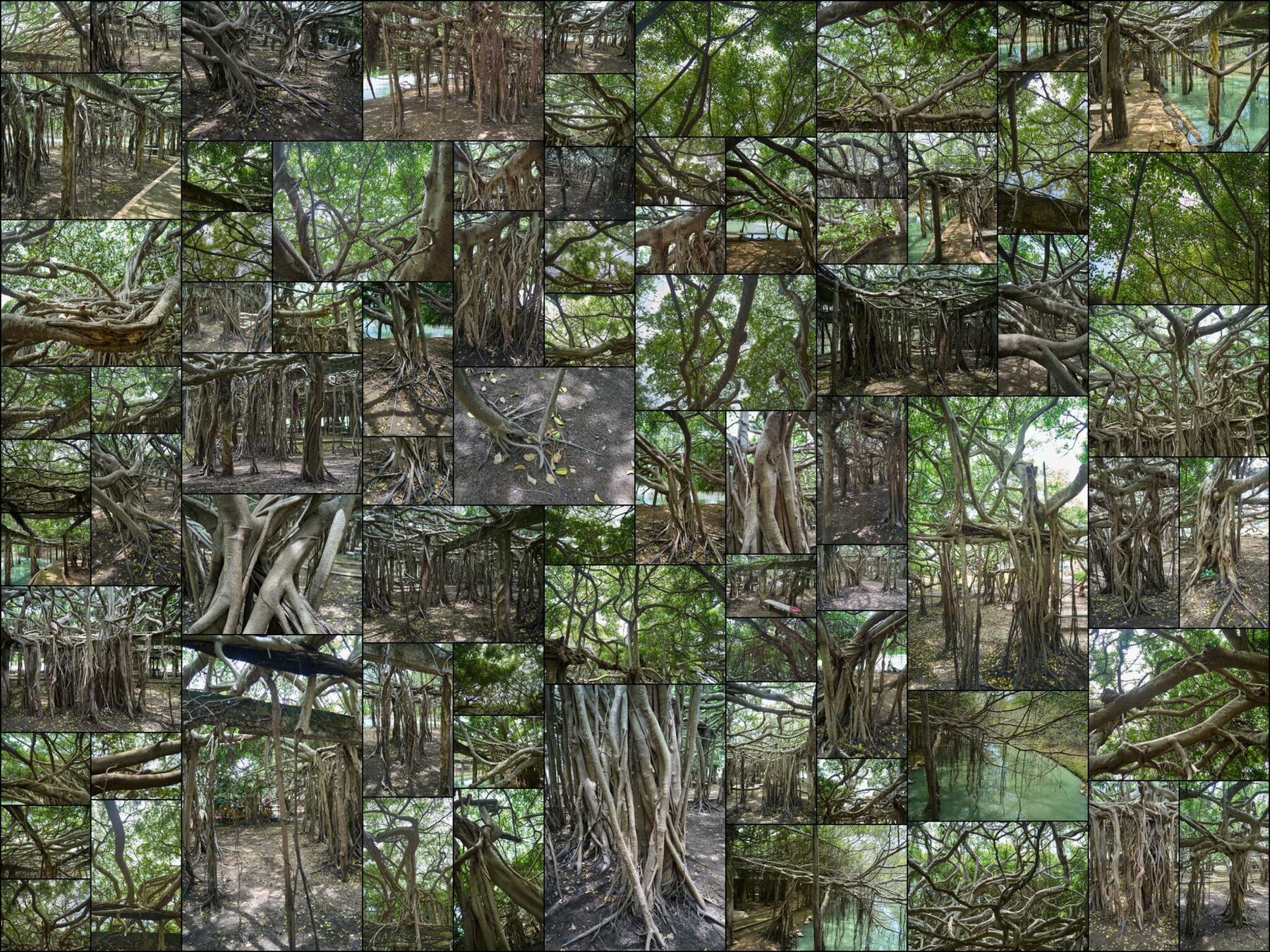 ArtStation - 156 photos of Sprawling Banyan Tree Colony | Resources