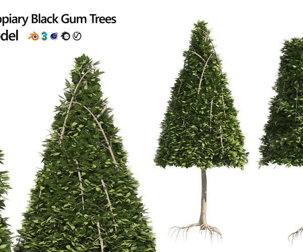 ArtStation - 2 Cone topiary tree shape black gum tree | Resources