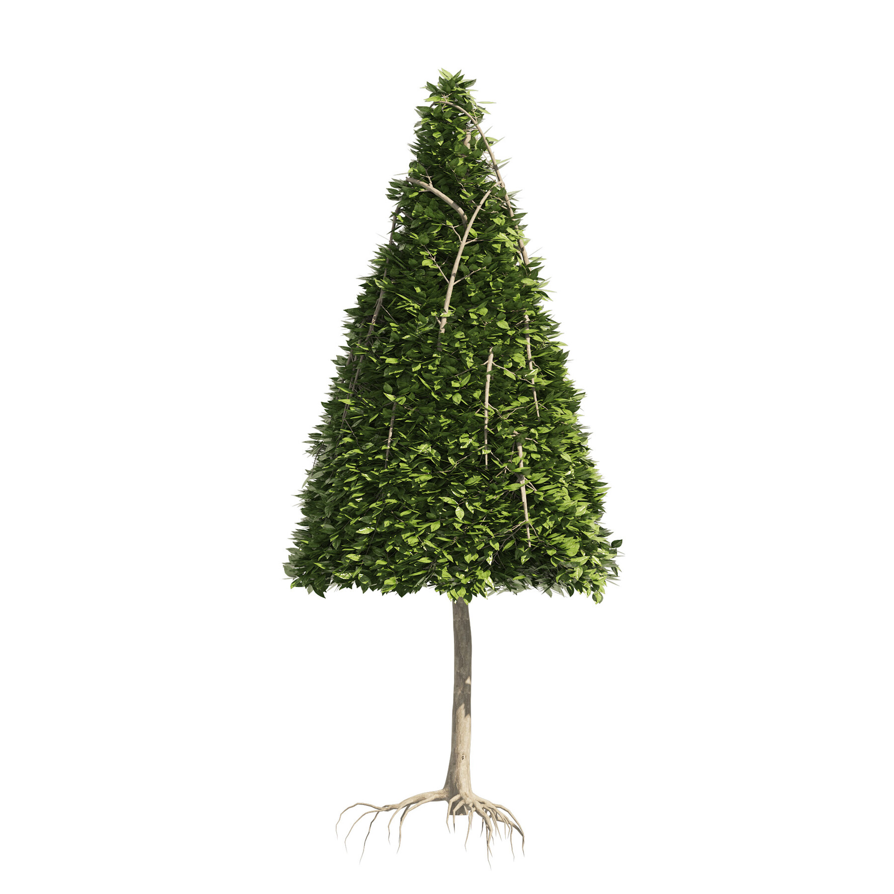ArtStation - 2 Cone topiary tree shape black gum tree | Resources