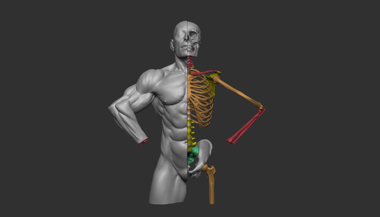 ArtStation - Male Torso 2 | Resources