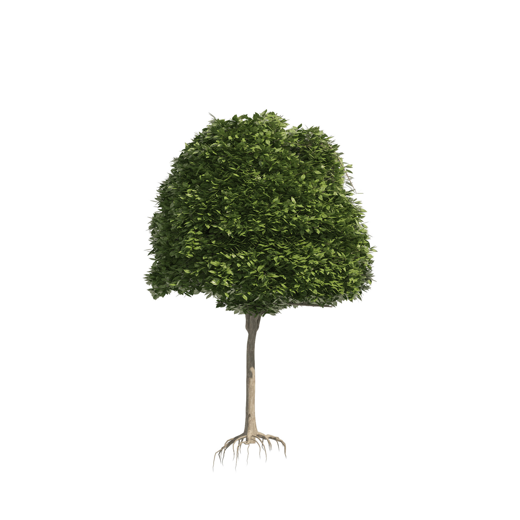 ArtStation - 2 round and dome topiary tree | Resources