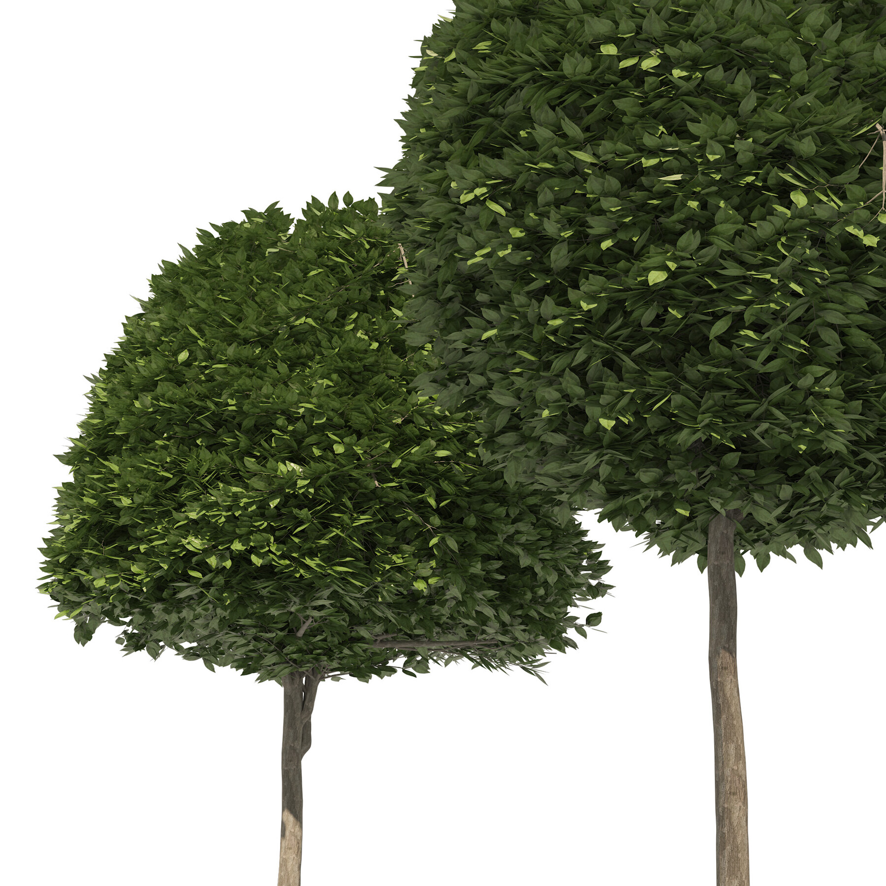 ArtStation - 2 round and dome topiary tree | Resources