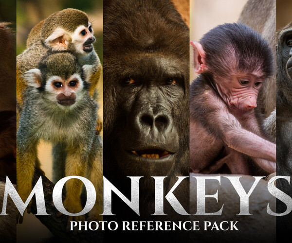 ArtStation - Monkeys vol.1 - Reference Photo Pack For Artists 159 JPEGs ...