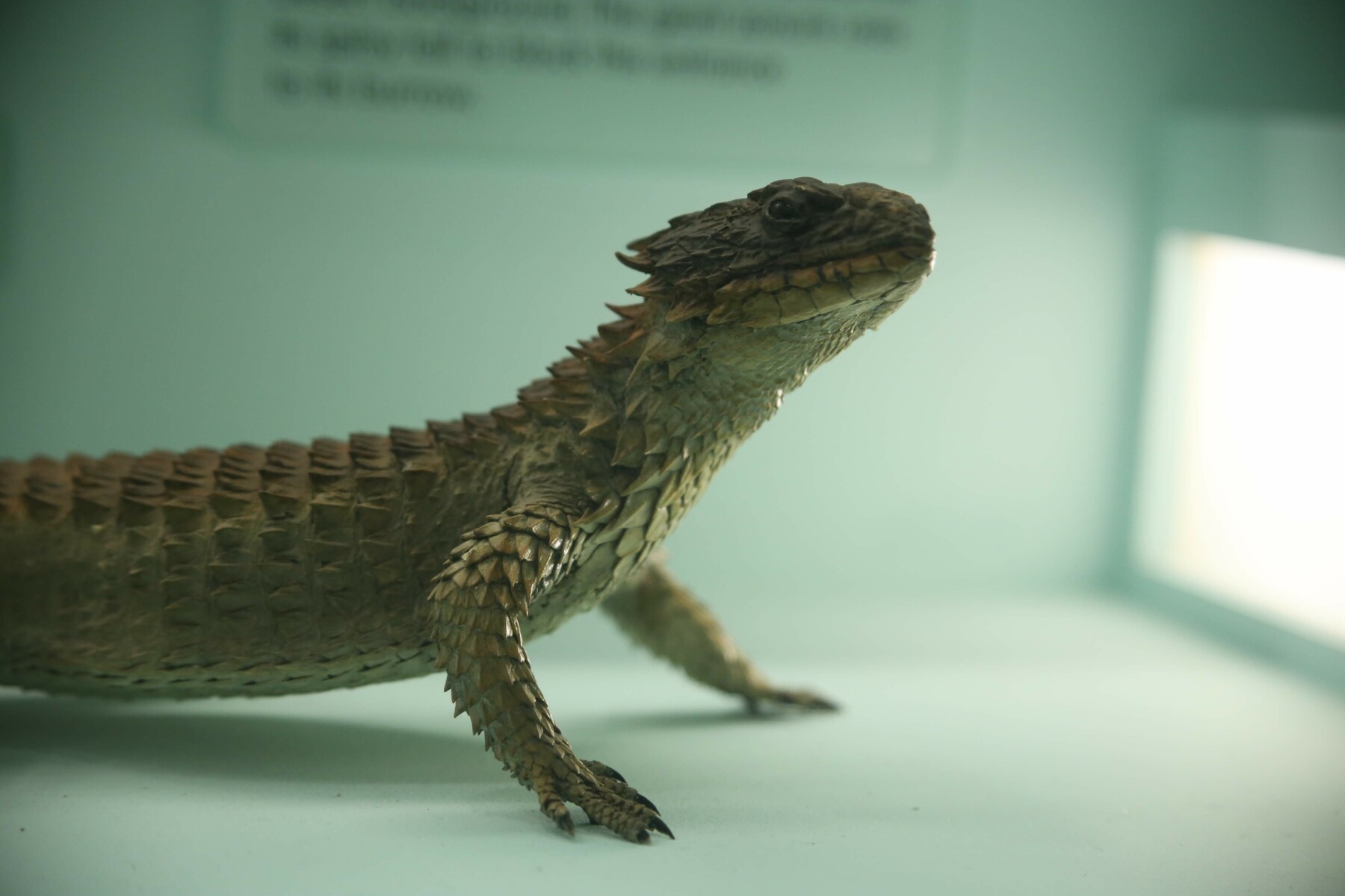 ArtStation - Animal References | Resources